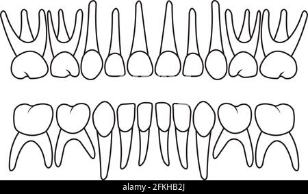Diagramm der Zahnanatomie. Kieferorthopädische humane ...