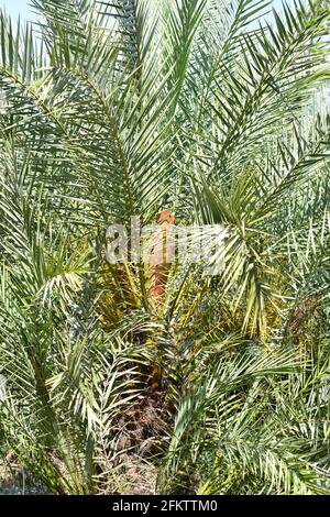 Die kretische Dattelpalme (Phoenix theophrasti) ist eine endemische ...