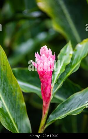 Die hellen roten Hochblätter auf Alpinia purpurata, oder Rot, Ingwer ...