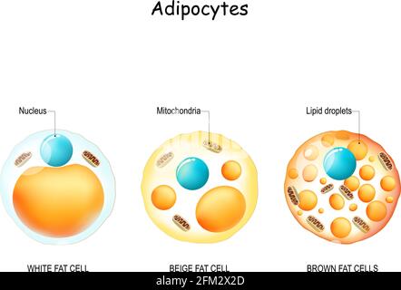 Braune Adipocyte beige Adipocyte weiß Adipocyte Vektor Illustration eps ...