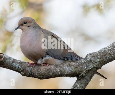 Trauertaube (Zenalda Macroura) Gelegen auf Branch Three Quarter View ...