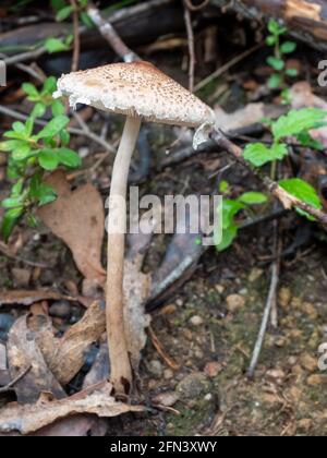 Macrolepiota clelandii, ein saprotrophischer Basidiomycete-Pilz, der im ...