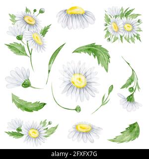 Wildblumen Rahmen Clipart, Aquarell Wiesenblumen Kranz Illustration ...
