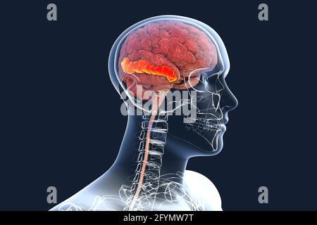 Gehirn mit hervorgehobener mittlerer temporaler Gyrus, Illustration ...