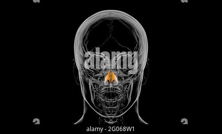 Anatomie des menschlichen Skeletts Septum Nasenknorpel 3D-Illustration ...