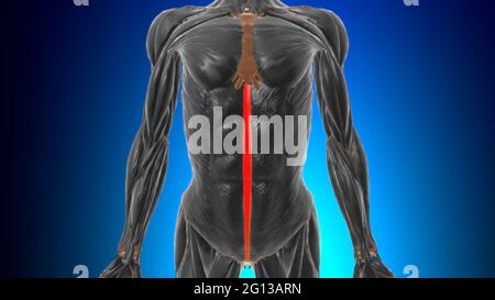 Linea alba Anatomy for Medical Concept 3D Illustration Stockfotografie ...