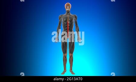Linea alba Anatomy for Medical Concept 3D Illustration Stockfotografie ...