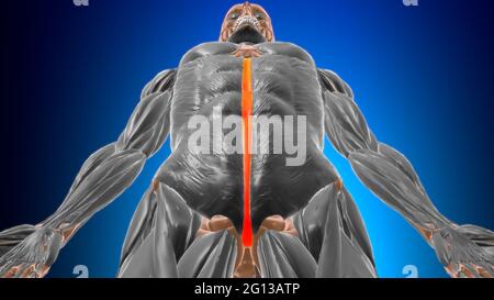 Linea alba Anatomy for Medical Concept 3D Illustration Stockfotografie ...