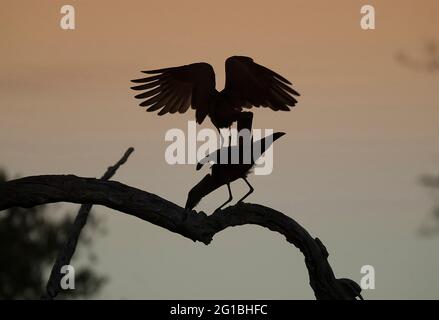 Hammerkopf-Storch, (Scopus umbretta), Afrikanischer Watvögel, Krüger ...