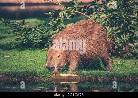 Futterstation am Wasserloch mit Capybaras im Serengeti Zoo in ...