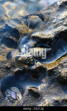 Seltene Fotografie, lebende Muschelzucht unter Wasser. Lebende ...