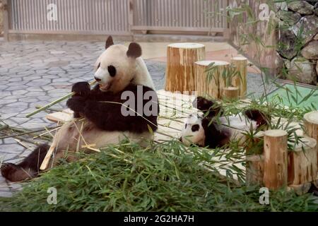 Die 10-fache Mutter Panda Rauhin im Vergnügungspark Adventure World in ...