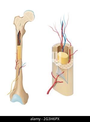Knochen Beine Anatomie Stockfotografie - Alamy