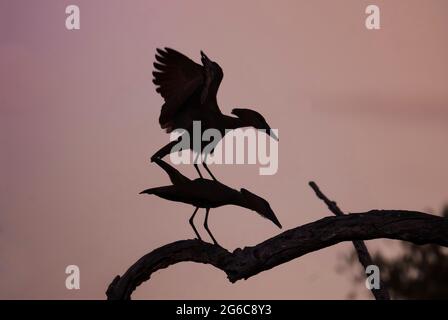 Hammerkopf-Storch, (Scopus umbretta), Afrikanischer Watvögel, Krüger ...