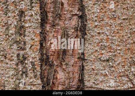 Picea abies ist ein Baum, der als Stachelfichte oder europäische Fichte ...