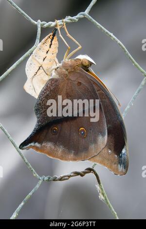 Chrysalis des australischen Flugblattes (Doleschallia bisaltide) am ...