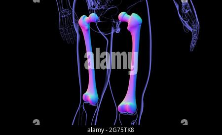 Menschliche Skelett Anatomie Femur Knochen 3D Rendering für ...