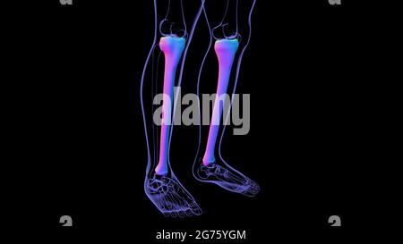 Menschliche Skelett Anatomie Tibia Knochen 3D Rendering für ...