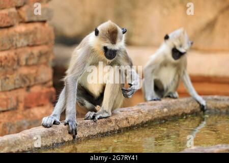 Affenfamilie. Mutter und Junge laufen an der Wand. Tierwelt Sri Lankas ...