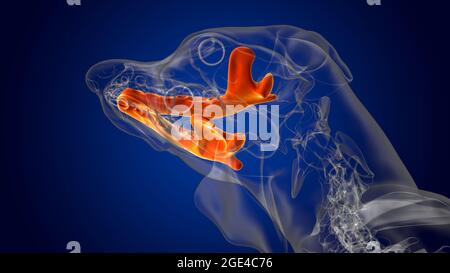 Unterkiefer Knochen Hund Skelett Anatomie für Medical Concept 3D ...