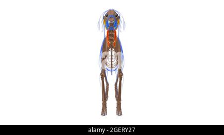 Longissimus capitis Muscle Dog Muscle Anatomy for Medical Concept 3D ...