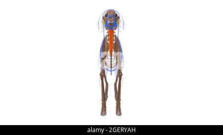 Bizeps brachii Muskel Hund Muskel Anatomie für Medical Concept 3D ...