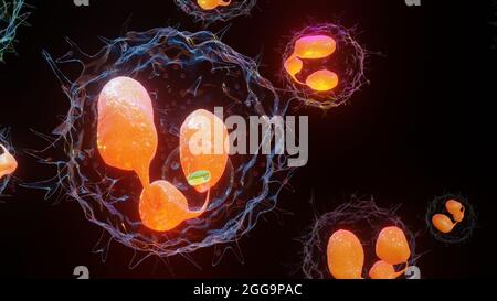 3D-Darstellung der Phagozytose. Neutrophe, die ihre Plasmamembran nutzt ...
