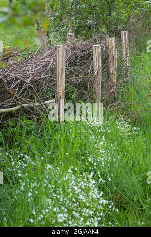 Zaun Aus Asten