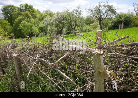 Zaun Aus Asten