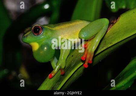 Riggenbachs Riedfrosch, Männchen rufend, Riggenbachs Schilfrosch ...