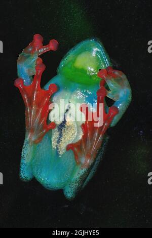 Riggenbachs Riedfrosch, Männchen, Riggenbachs Schilfrosch, Männchen ...