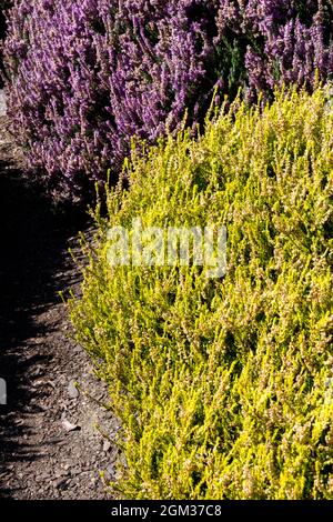 Garten Heide Calluna Gold Haze Calluna vulgaris blüht im Frühherbst ...