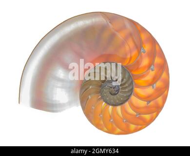 Nautilus Muschel Symmetrie Fibonacci halben Querschnitt Spirale ...
