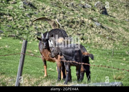 Pinzgauer Ziege, Ziege, Gebirgsziege, Horn, Hörner, Ziegenbock ...
