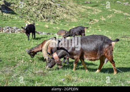 Pinzgauer Ziege, Ziege, Gebirgsziege, Horn, Hörner, Ziegenbock ...