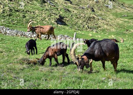 Pinzgauer Ziege, Ziege, Gebirgsziege, Horn, Hörner, Ziegenbock ...