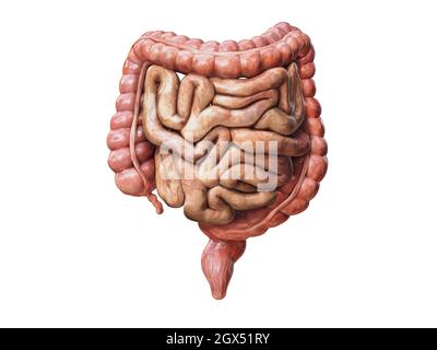 Dickdarm und Dünndarm isoliert auf Weiß. Anatomie des menschlichen ...