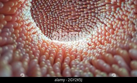 Darm Mikrovilli close up 3D Render. Darm-Mikrobiom und Verdauungssystem ...