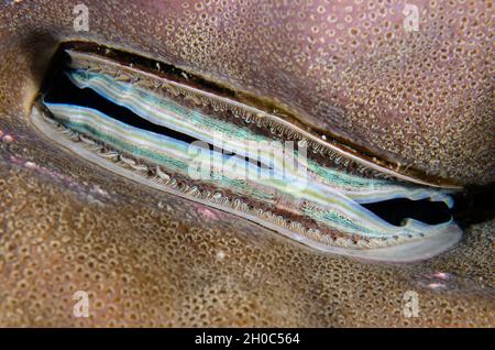Schillernde Kammmuschel (Pedum spondyloideum) Augen und Tentakel in ...