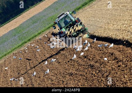 Traktor beim Ackern mit Möwen im Salzkammergut, Österreich, Europa ...