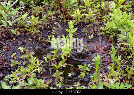 Botanische Sammlung, Mentha aquatica Heilpflanze oder Wasserminze ist ...