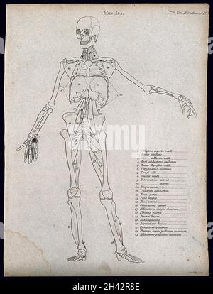 Ein Ecorché mit Knochen, mit seitlichem ausgestrecktem linken Arm, von ...
