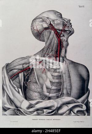 Brust, Hals und Kopf Arterien. Farbige Magnetresonanz-Angiographie (MRA ...
