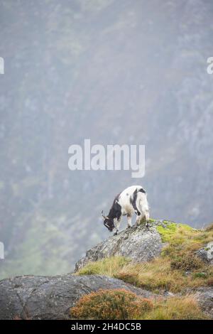 Wild walisische Bergziege im Dinorwic-Steinbruch, Nord-wales ...
