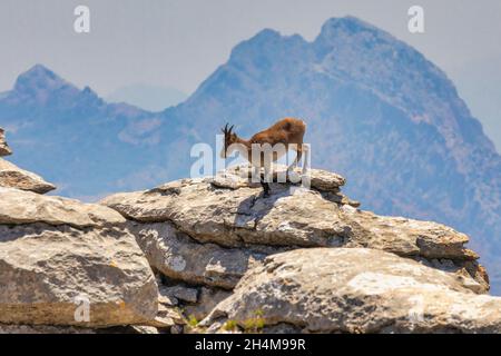 Iberischer Steinbock (Capra pyrenaica), auch bekannt als Cabra ...
