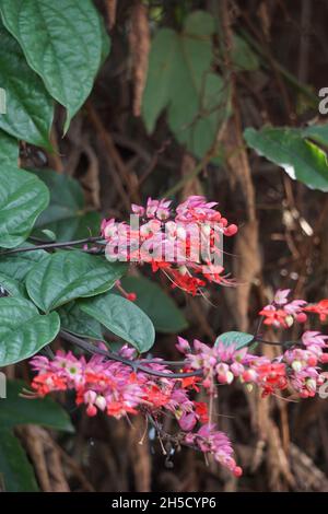 Daphnes blühen auf dem Baum. Daphnes sind Pflanzen mit einer Gattung ...