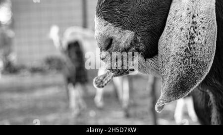 Ansteckende Pustuladermatitis. Ein häufiger Diease bei Ziegenarten ...