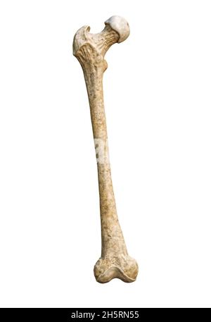 Menschliche Skelett Anatomie Femur Knochen 3D Rendering für ...