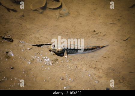 Ein Schlammkipper oder Periophthalmus barbarus, ein amphibischer Fisch ...