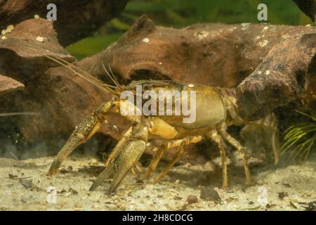 Spinycheek Langusten, Amerikanische Flusskrebse, American River ...